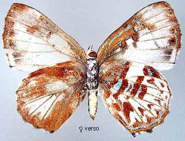 Papua Insects Foundation (Lepidoptera/Lycaenidae/Lycaeninae ...
